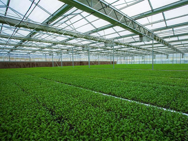 Prefabricated Light Steel Structure Agricultural Vegetable Greenhouse ...